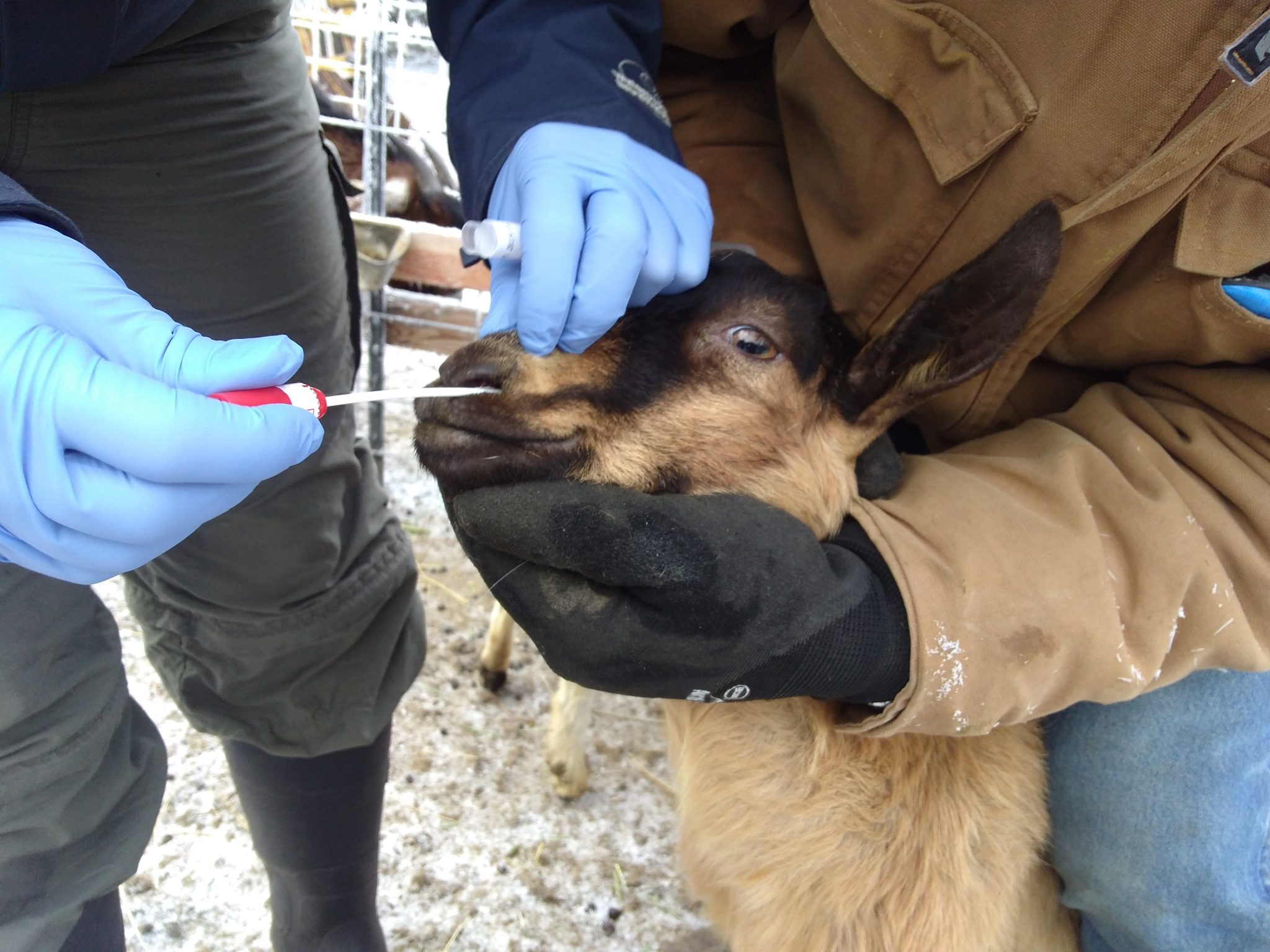 Biosecurity and Goat Husbandry: What You Should Know About M ...
